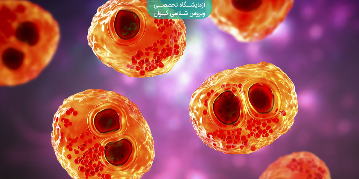 آزمایش CMV یا سیتومگالوویروس؛ تست CMV در منزل